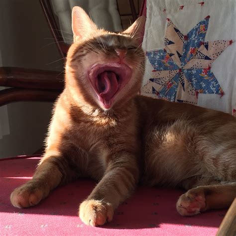 Cat Yawning Imgur Cat Yawning Imgur