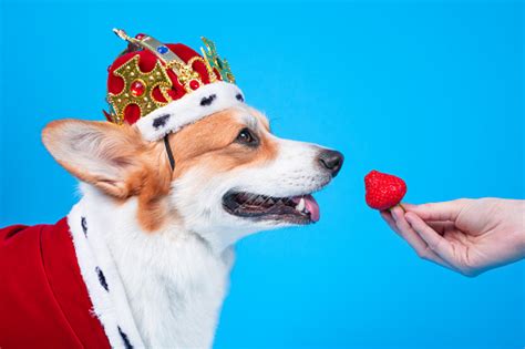 소유자는 푸른 배경에 육즙 잘 익은 딸기를 먹고 광고 텍스트에 대한 공간을 복사하는 보석으로 빨간 왕실 맨틀과 왕관에 사랑스러운 웨일스 어 코르기 펨브로크 개를 제공합니다