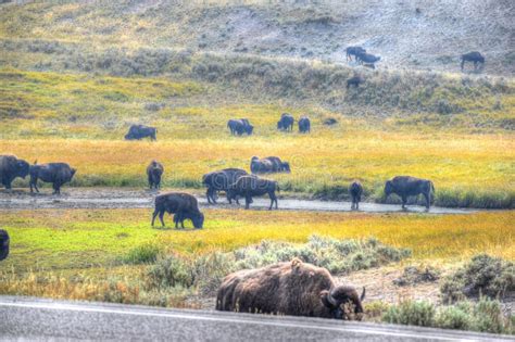 American Bison Grazing In Fall At Yellowstone National Park Buffalo In