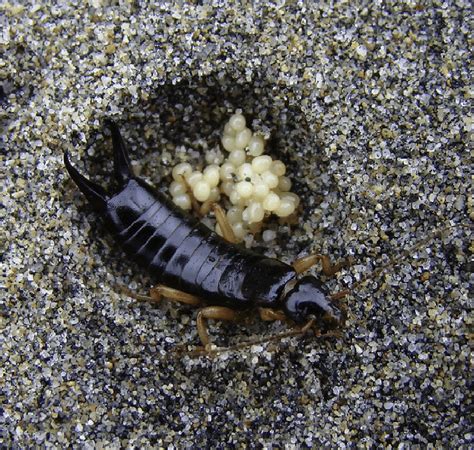 Nesting Maritime Earwig Female An Adult Female Attending To The Egg