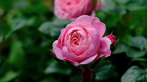 Astonishing Compilation Of Full 4k Pink Rose Images Over 999