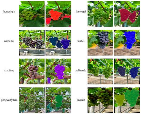 Detection and Instance Segmentation of Grape Clusters in Orchard Environments Using an Improved ...