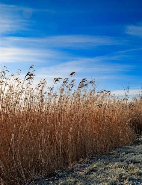 Canada Wild Rye Grass Field Images Free Download On Freepik