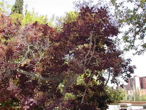 El Fascinante árbol De Las Pelucas Características Y Cuidados