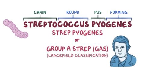 Bacteriology Streptococcus Flashcards Quizlet
