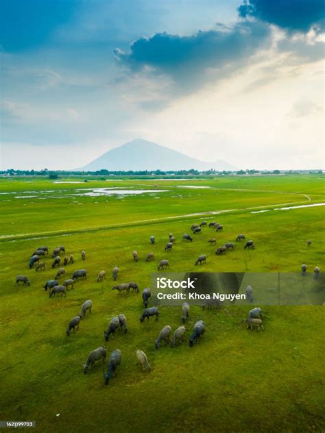 베트남 Tay Ninh의 일몰에 푸른 언덕과 초원의 공중 전망 방목하는 버팔로 푸른 하늘과 구름을 배경으로 농장에 대한 스톡 사진 및 기타 이미지 Istock