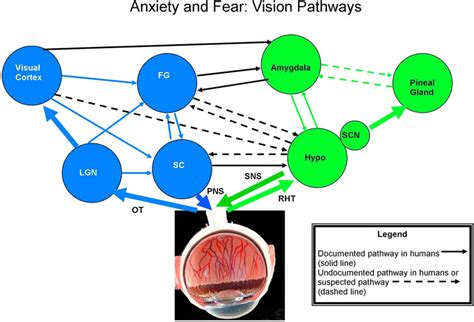 Anxiety And Fear Vision Pathways A Diagrammatic Representation Of The Download Scientific
