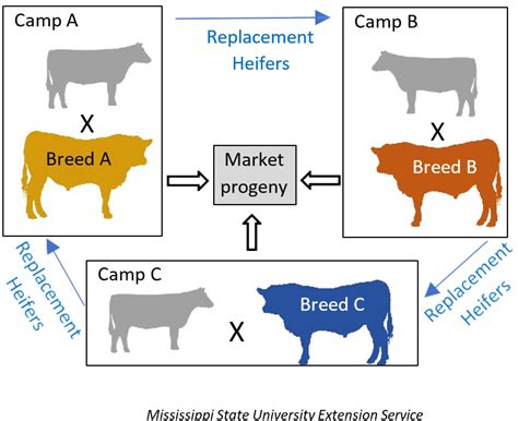 Coming To Terms With Crossbreeding Agriorbit