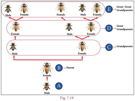 Fibonacci Numbers Information Processing Chapter 7 8th Maths