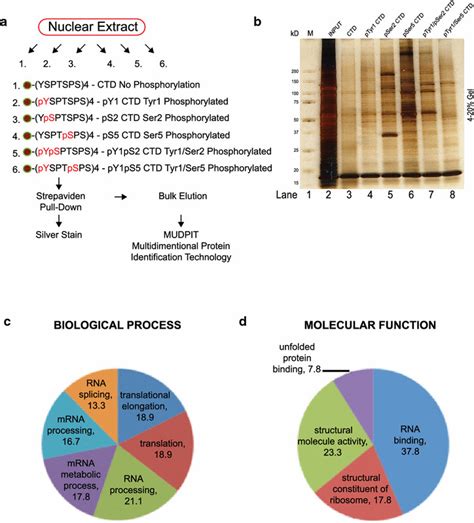 Proteomic Analysis Of Proteins Pulled Down By Phosphorylated Ctd