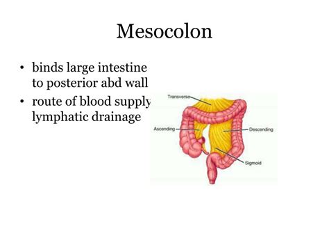 Ppt Introduction To The Digestive System Powerpoint Presentation Free Download Id 2360692