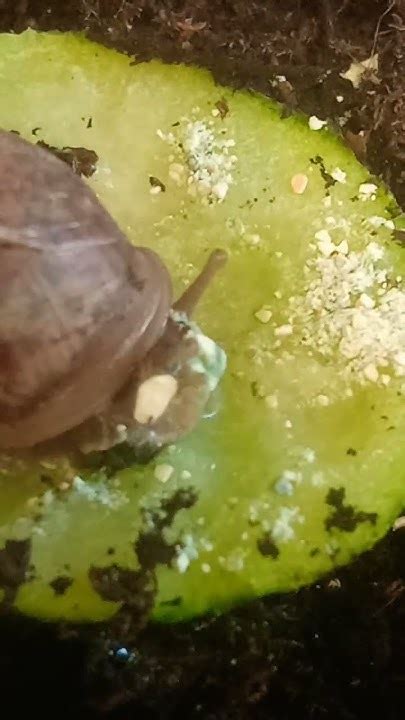 чумазый Гери Гери пери Youtube