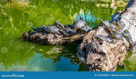 Many Turtles Sun Themselves On A Log In A Pond Stock Image Image Of Reptiles Bright 181022653