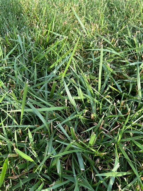 Thick Bladed Grass Popping Up Rlawncare