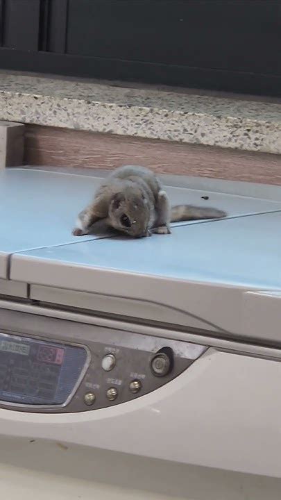 날다람쥐 식당에 들어와서 김치 먹겠다고 문여는 모습 넘귀여워~~ Youtube