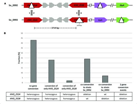 A Gene Conversion Experiment Including Two Sites With A Distance Of