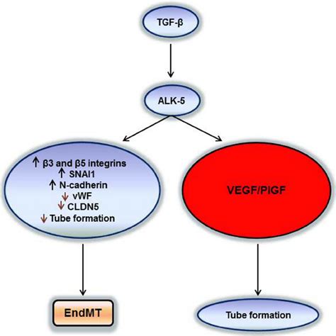 Two Pathways Of Tgf β Alk 5 Signalling In Hcmec And Gmec Tgf β Can Download Scientific Diagram