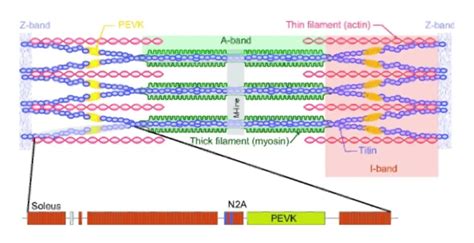 Adaptations From Eccentric Contractions Gymaware