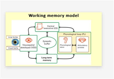 Psychology: Memory - THE WORKING MEMORY MODEL Flashcards | Quizlet