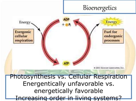 Bioenergetics Metabolism And Enzymes Pptx