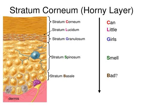 Ppt Unit 4 Powerpoint Presentation Free Download Id2098133