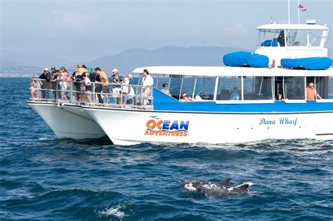 Whale Watching Tour 8 Hrs Dana Point Ca Dana Wharf