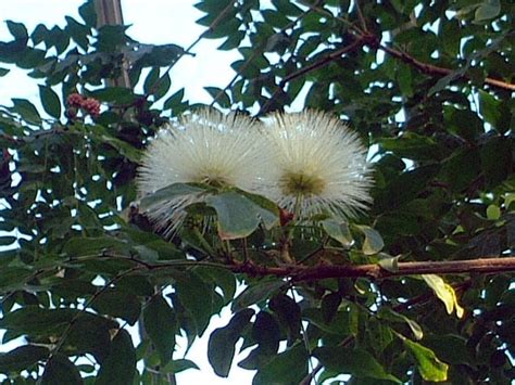 Powder Puff Planttree Port St Lucie Botanical Gardens