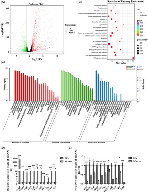 Transcriptome Sequencing Analysis Of Scs After Treatment With Download Scientific Diagram