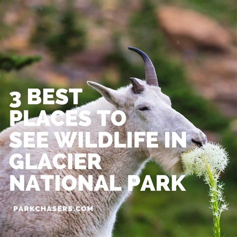 3 Best Places To See Wildlife In Glacier National Park Park Chasers