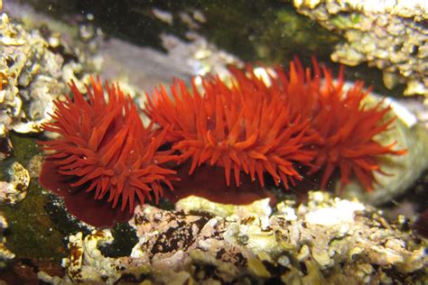 About The Bluff Barwon Bluff