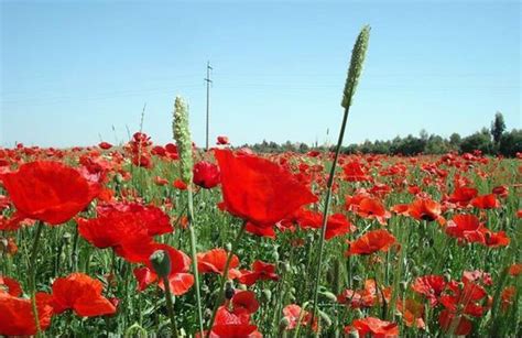 انتهاء فصل الشتاء فلكيا في الأردن الساعة 66 صباحا