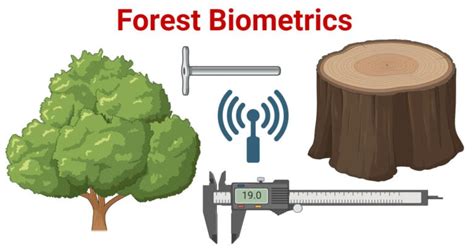 Forest Biometrics Definition Tools Methods Uses