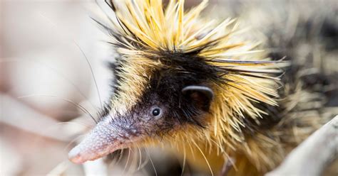The Streaked Tenrec A Fascinating Madagascar Mammal With Spikes And