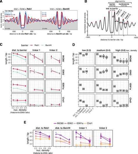 Quantification Of Barrier Aligned Nucleosome Array Features Depending