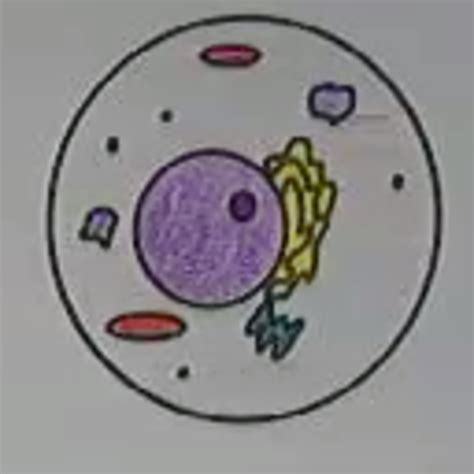 Cytoplasm Structure And Function Tutorial Sophia Learning