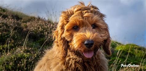 Cockapoo Prices Australia