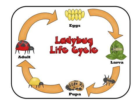 Ladybug Life Cycle