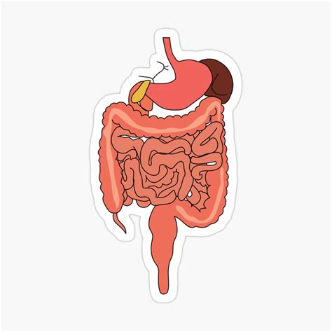 Diseases Of Digestive System Exam Room Anatomy Poster Clinicalposters