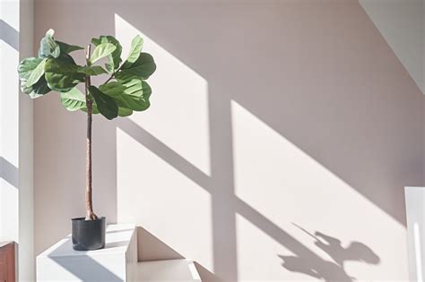 계단 연단 Ficus Lirata가 있는 계단 플랫폼 계단이 있는 연단 제품 시연을 위한 햇빛과 그림자가 있는 스튜디오 룸 배경 열대 식물 기하학 양식 고화질 사진 0명에