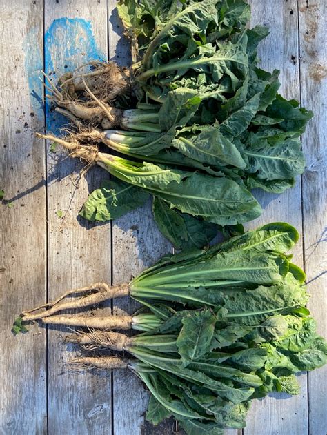 Forcing Chicories An Opportunity For Diversifying Season Extension On Minnesota Vegetable Farms