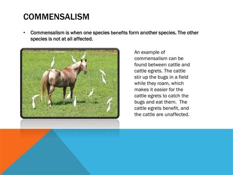 Ppt Ecology Powerpoint Presentation Free Download Id 2811381