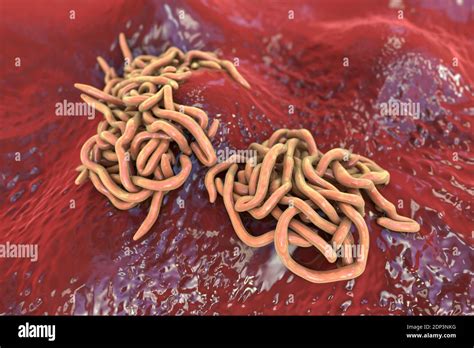 Round Worms Computer Illustration Roundworms Or Nematodes Include Numerous Free Living And