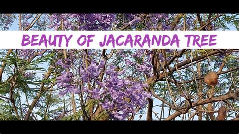 Jacaranda Neeli Gulmohar Full Bloom Youtube