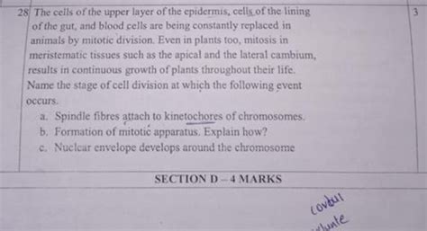 28 The Cells Of The Upper Layer Of The Epidermis Cells Of The Lining 3 O