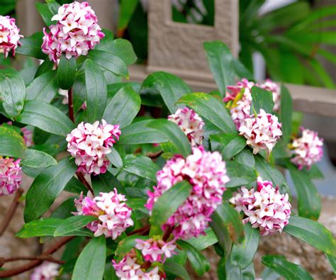 How To Grow Daphne Tips On Growing In Your Winter Garden Homes And
