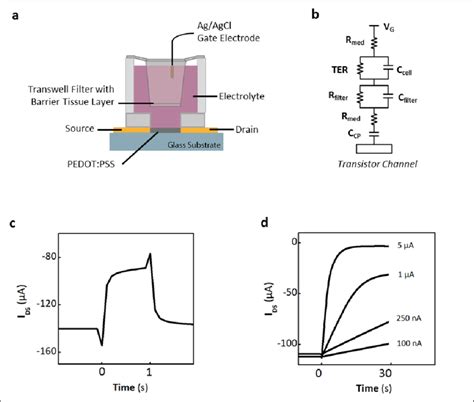 1 The Integration Of Barrier Tissue With An Oect A Device