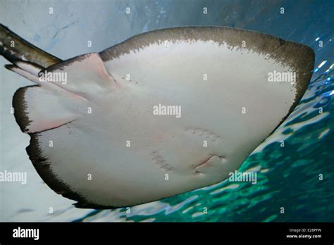 White Underside Of Male Southern Stingray Swimming To The Water Stock