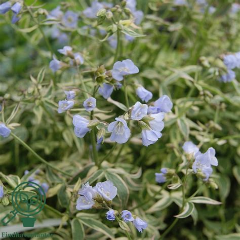 Polemonium Reptans ‘stairway To Heaven Find Haveplanter