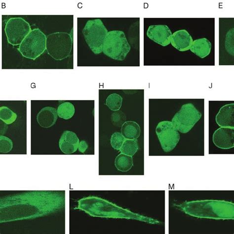 Subcellular Localization Of Pten And Its Mutants In Hek293t And Hela