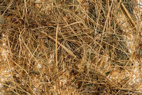 Dry Harvest Of Hay From Forbs Cut And Dried Grass Brown Dry Straw